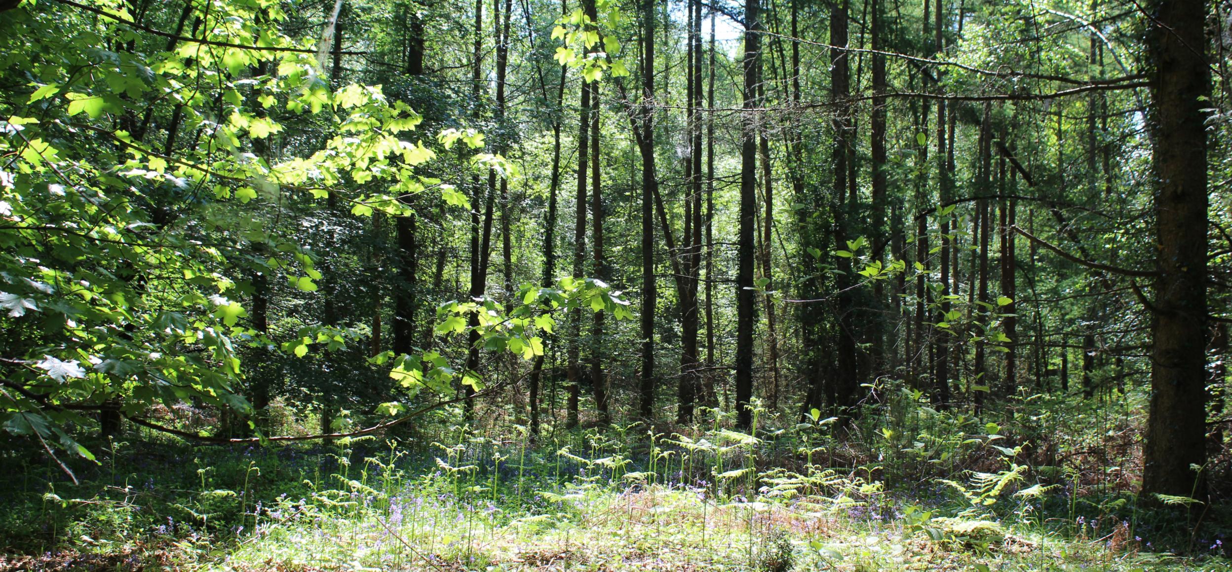 Biodiversity Net Gain (BNG) – Act Now! - HGH Consulting